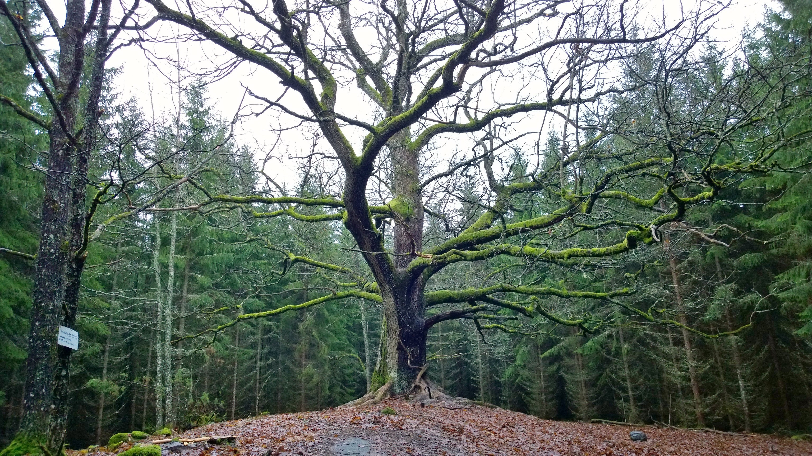 The Most Beautiful Tree in Finland – Paavolan tammi – MAISEMAONNELLINEN