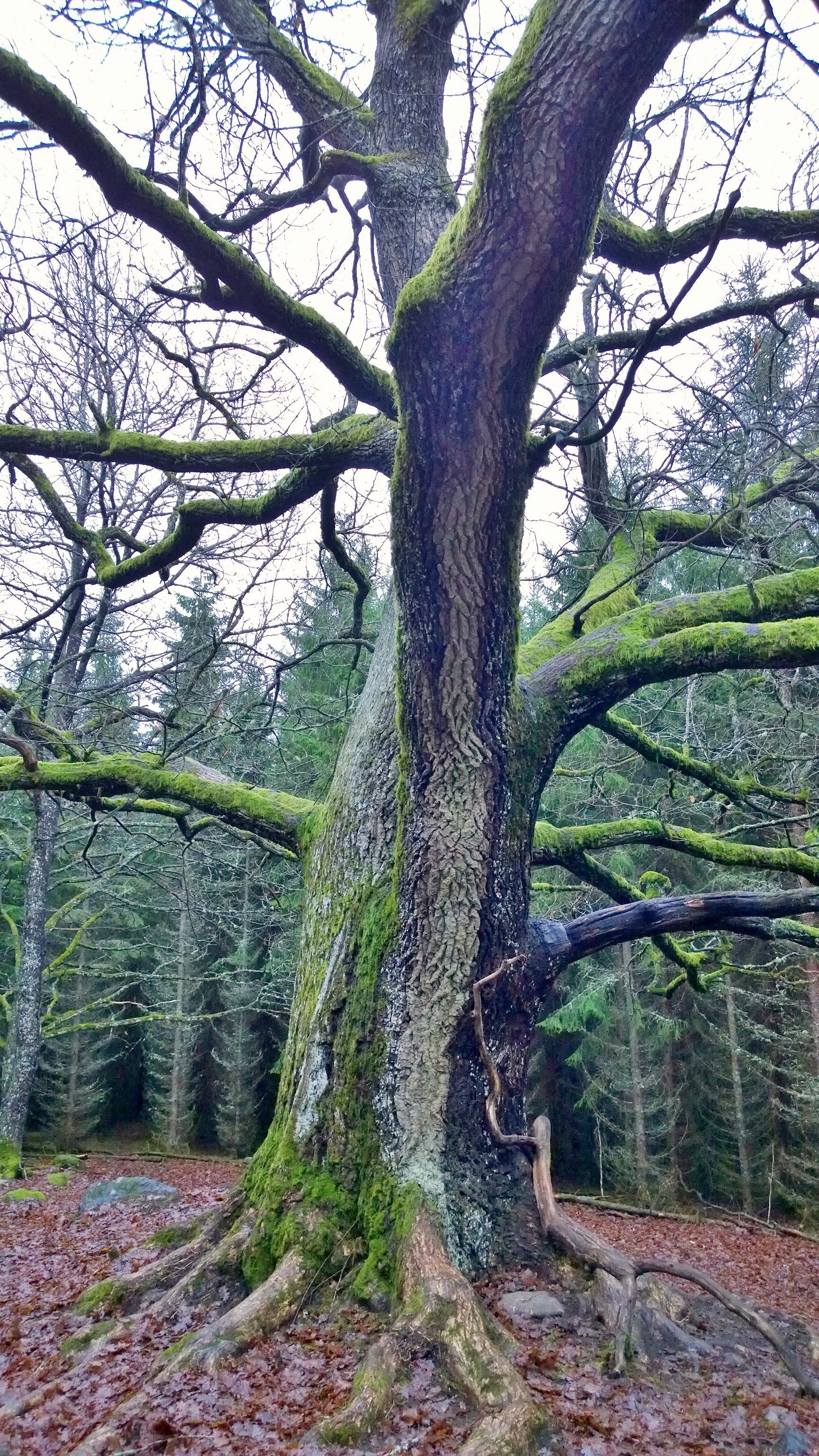 The Most Beautiful Tree in Finland – Paavolan tammi – MAISEMAONNELLINEN