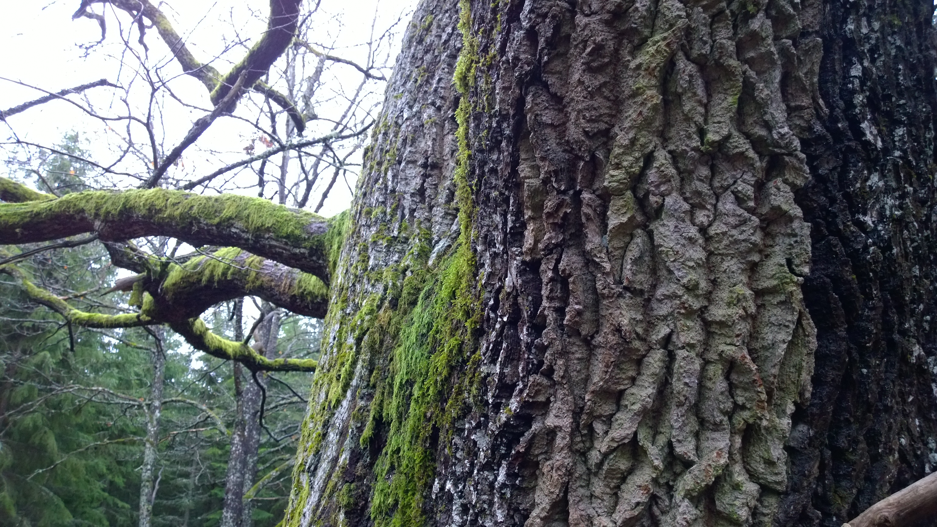 The Most Beautiful Tree in Finland – Paavolan tammi – MAISEMAONNELLINEN