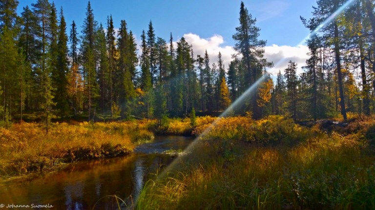 Lapin ruska on resepti mielenrauhaan – MAISEMAONNELLINEN
