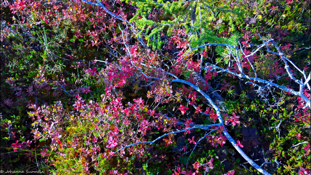 Lapin ruska on resepti mielenrauhaan – MAISEMAONNELLINEN