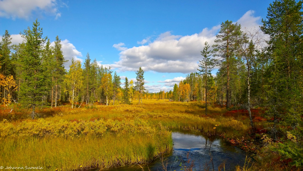 Lapin ruska on resepti mielenrauhaan – MAISEMAONNELLINEN