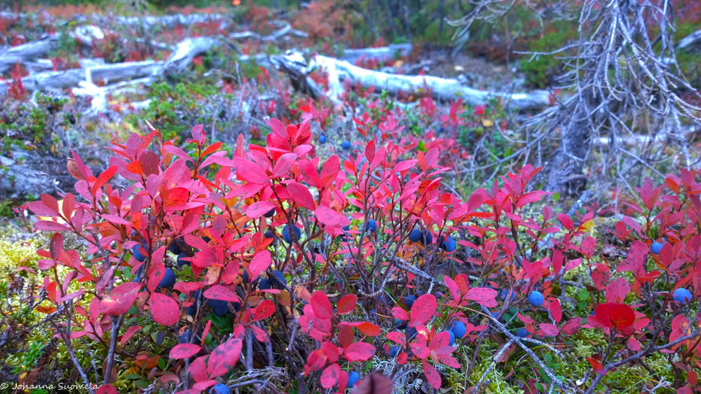 Lapin ruska on resepti mielenrauhaan – MAISEMAONNELLINEN