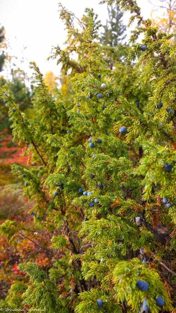 Lapin ruska on resepti mielenrauhaan – MAISEMAONNELLINEN