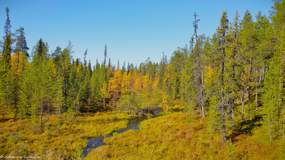 Lapin ruska on resepti mielenrauhaan – MAISEMAONNELLINEN