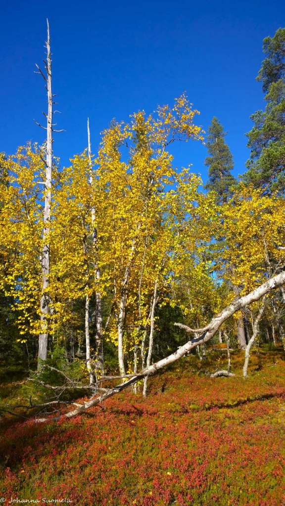 Lapin ruska on resepti mielenrauhaan – MAISEMAONNELLINEN